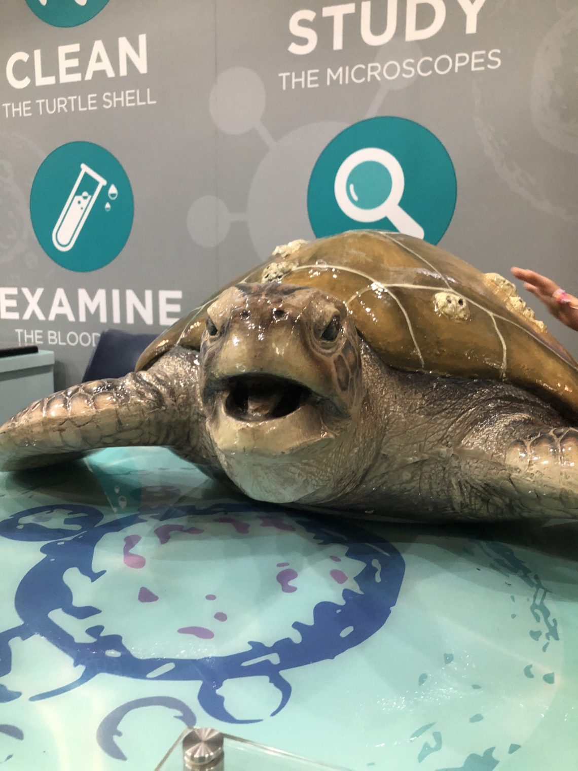 The Georgia Sea Turtle Center on Jekyll Island - At Yarn's Length
